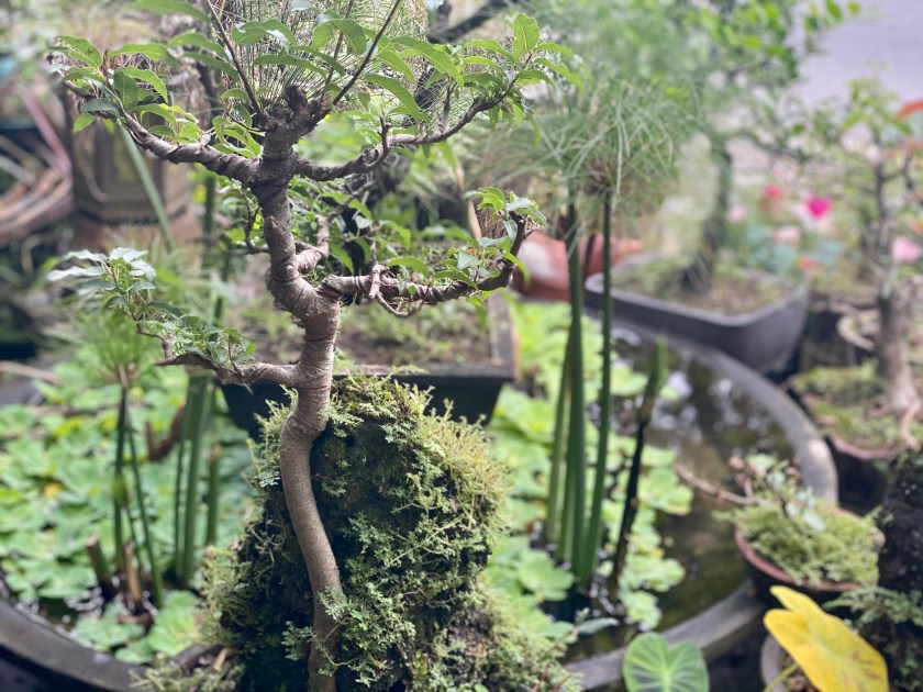 New to being a plantita? Keep these tips in mind – Jellybeans in the City